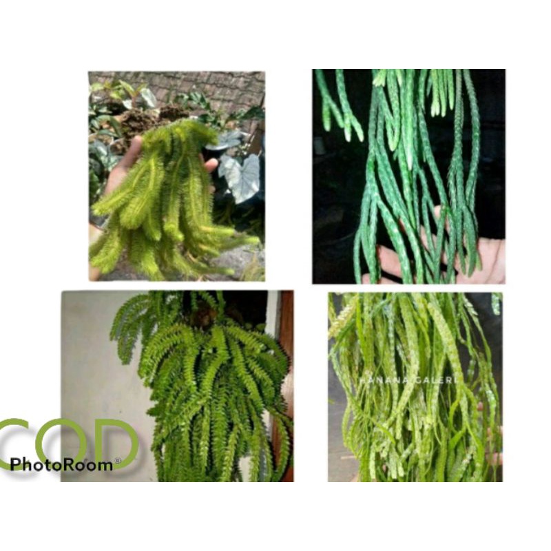 Jual Rumpai 4 Macam Tanaman Hias Rumpai Kumpai unik dan laka | Shopee ...