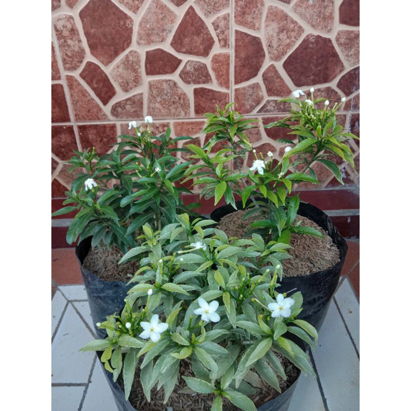 Jual Bunga Sabrina Putih, Hijau, Kuning | Shopee Indonesia