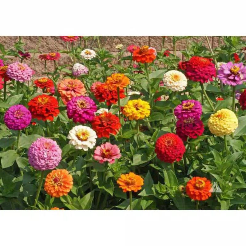 Jual bibit bunga kertas tumpuk bibit bunga zinnia benih zinia tumpuk ...