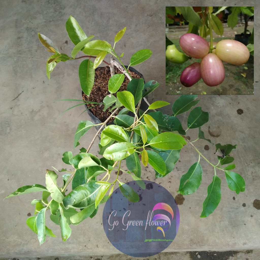 Jual Buah Jamblang Juwet Putih | Shopee Indonesia