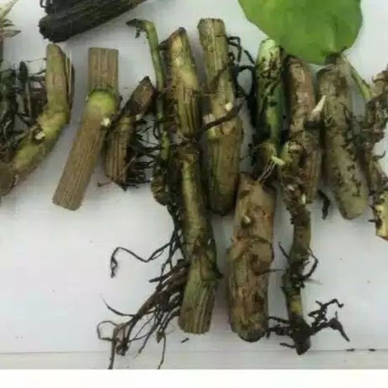 Jual bongol monstera ekor naga | Shopee Indonesia
