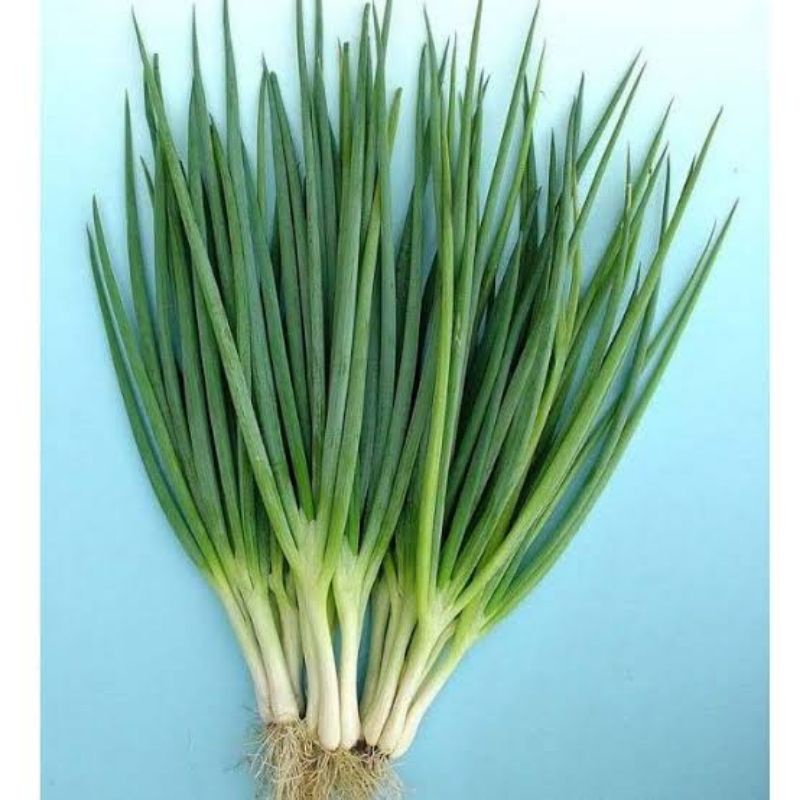 Jual Tanaman Daun Bawang Prei-500gram | Shopee Indonesia
