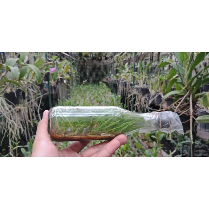 Jual bibit botol dendrobium ismail alsagoff | Shopee Indonesia