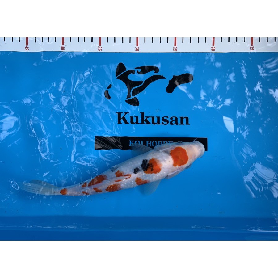 Jual Ikan Koi Maruten Sanke size 23 cm no. 01 | Shopee Indonesia
