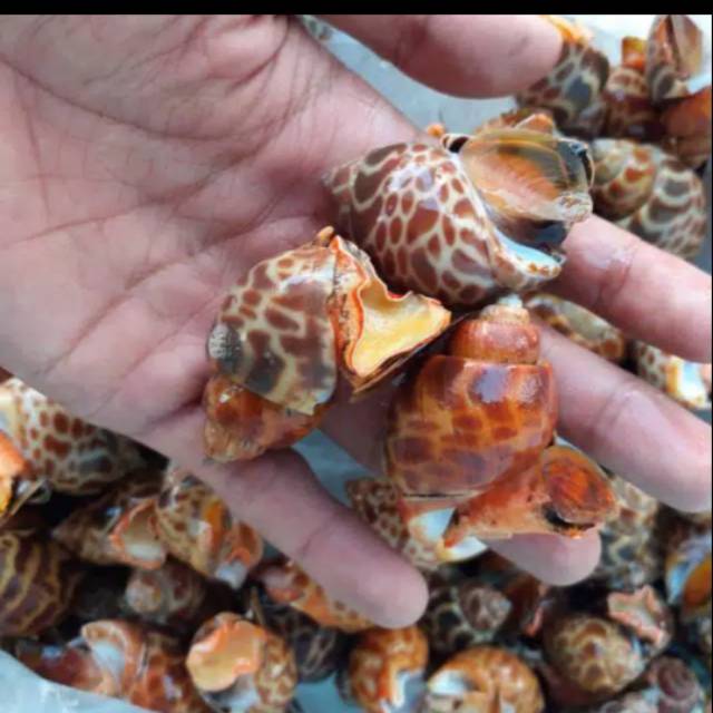 Jual Keong macan / kerang macan ( 500gr/1kg ) | Shopee Indonesia