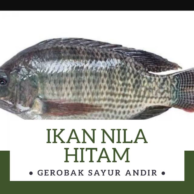 Jual IKAN NILA HITAM FRESH /500gr | Shopee Indonesia