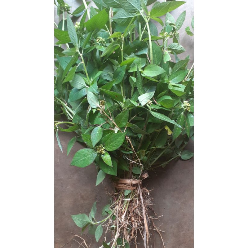 Jual Daun kate mas atau patik mas suduk mentul segar 300gr | Shopee ...
