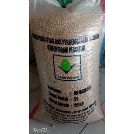 Jual GROSIIR 1KG BENIH KACANG KEDELAI VARIETAS ANJASMORO | Shopee Indonesia