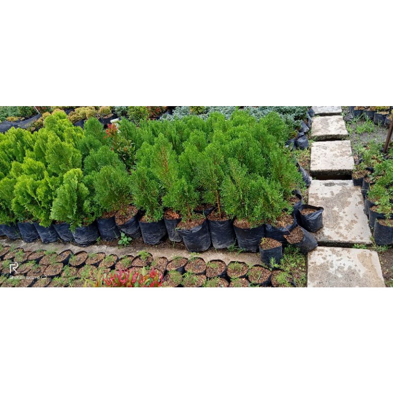 Jual bibit tanaman cemara hias medan | Shopee Indonesia