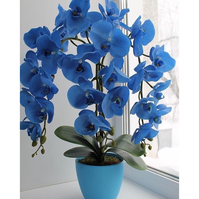 Jual Seedling Anggrek Dendrobium Blue - Biru - Bunga Hias Anggrek ...