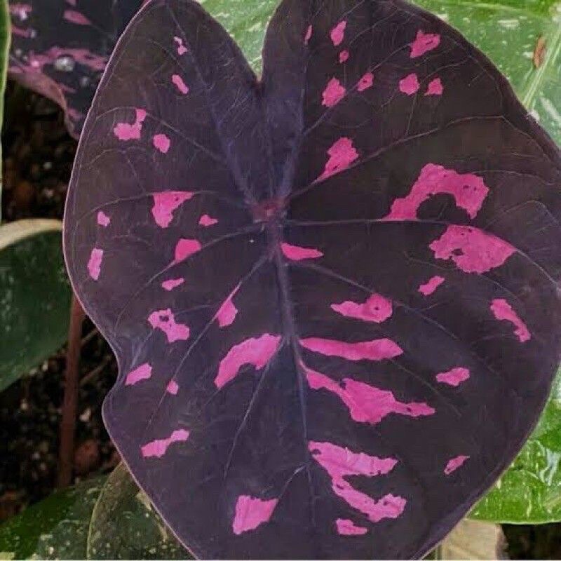 Jual PROMO BISA COD!! Bonggolan Umbi Caladium Hibrida Thailand Import ...