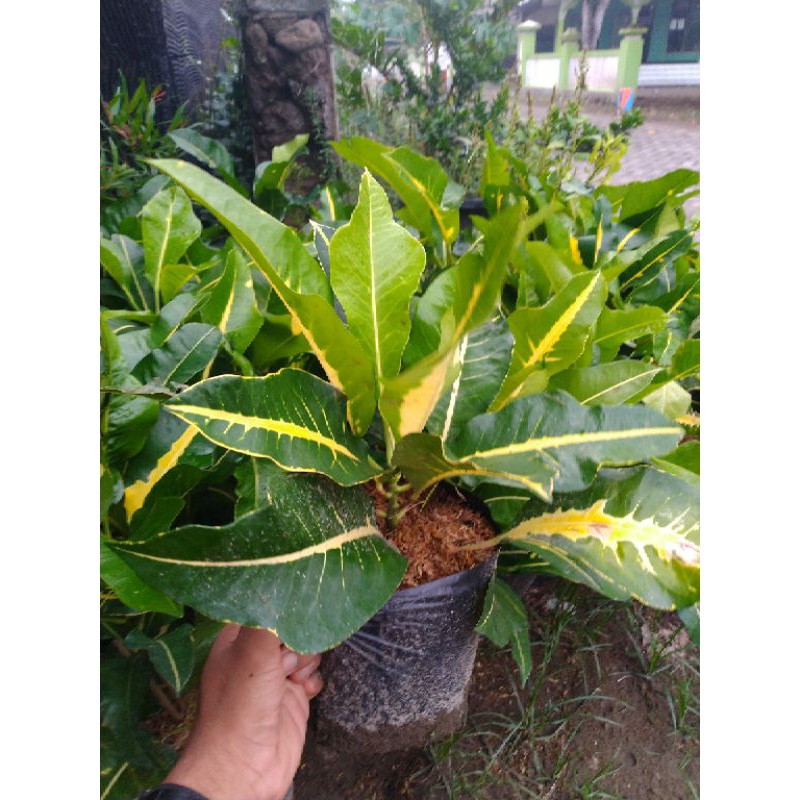 Jual [COD] Puring Bali Dewasa Tanaman Hias Puring Bali Cocok Untuk ...