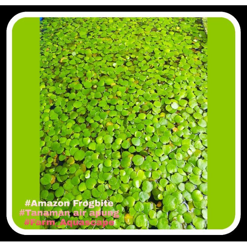 Jual Tanaman air apung Amazon frogbit per / Tanaman air aquascape ...