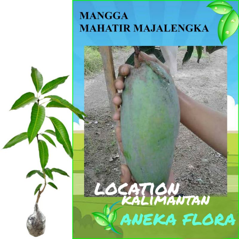 Jual Bibit mangga mahatir majalengka (60-80cm) | Shopee Indonesia