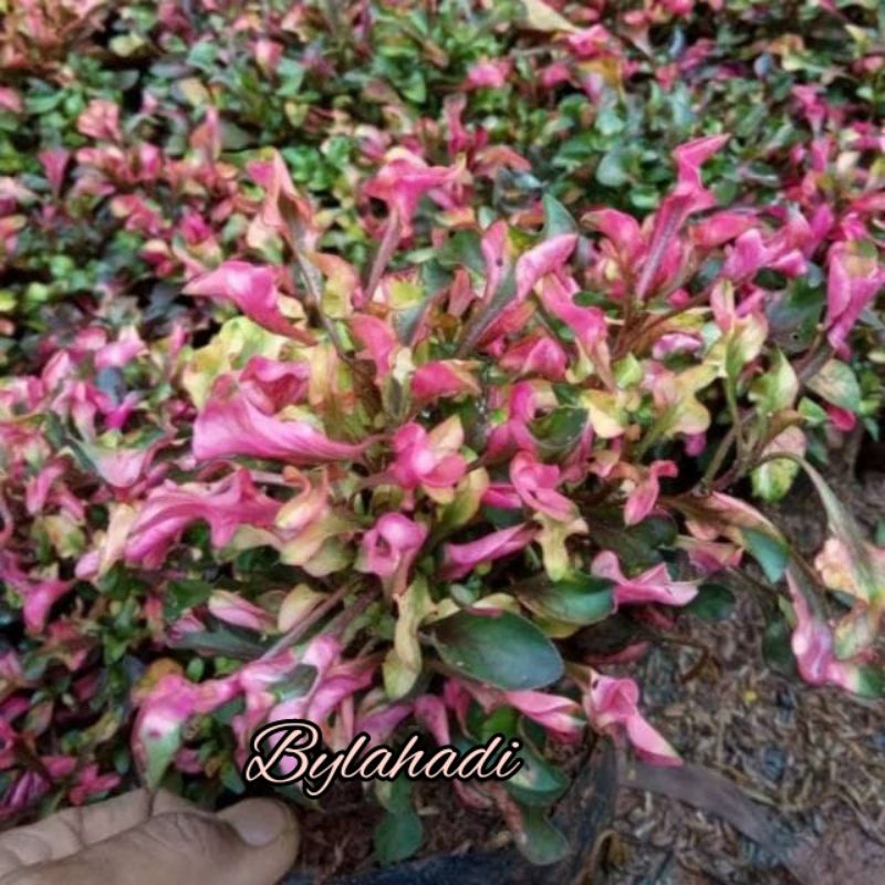 Jual Krokot Merah / Krokot Hijau varigata | Shopee Indonesia