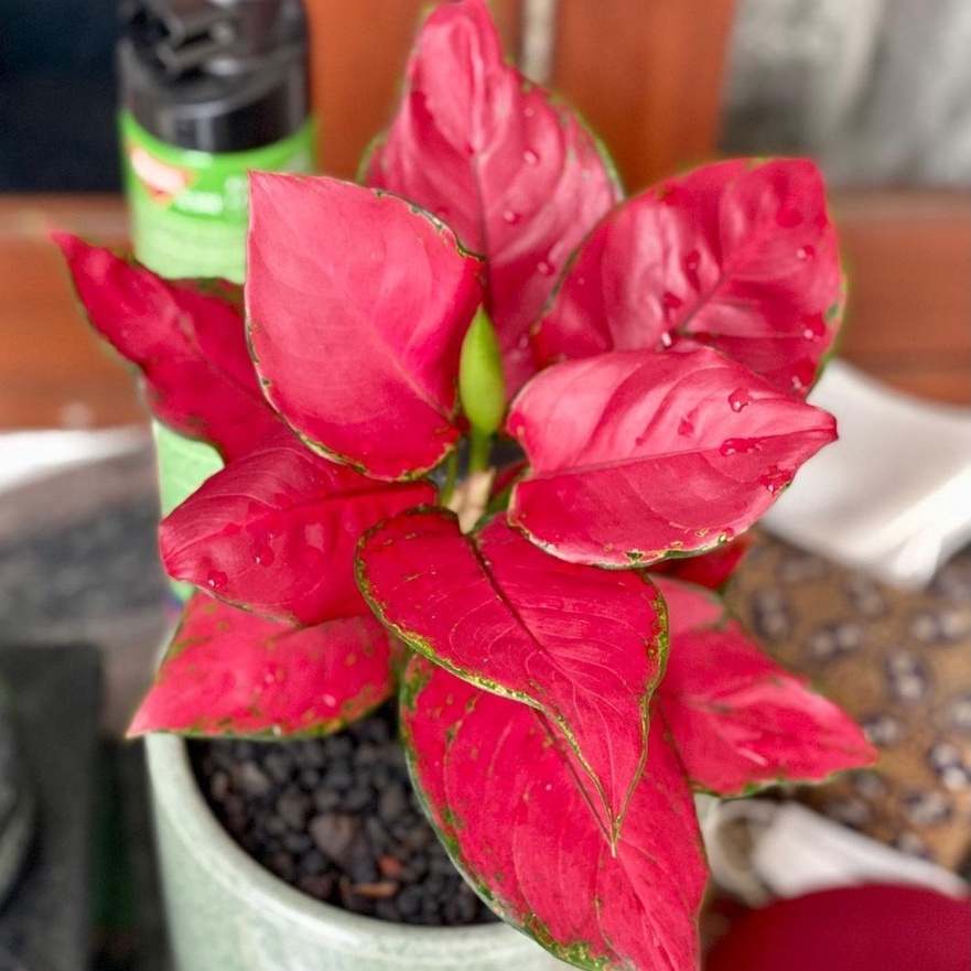 Jual Aglonema Red Queen Tanaman Aglonema Hidup Bunga Aglonema Tanaman ...