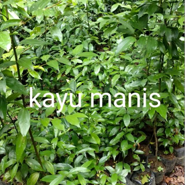 Jual Bibit Pohon Kayu Manis - Cinnamomum verum - Tanaman Kayu Manis ...