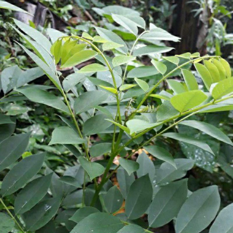 Jual stek Gamal panjang /@ 1 meter / stek cleresede segar / stek joar ...