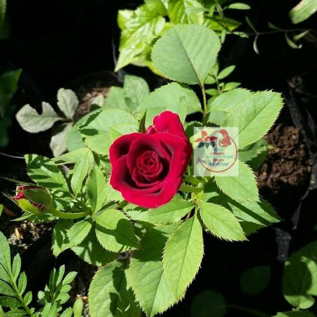 Jual Tanaman bunga mawar/pohon mawar merah | Shopee Indonesia