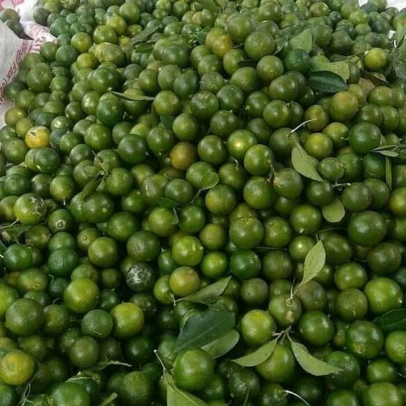 Jual Lemon Cui 1kg/Jeruk Sonkit 1kg/ Jeruk kasturi/ Jeruk kunci ...