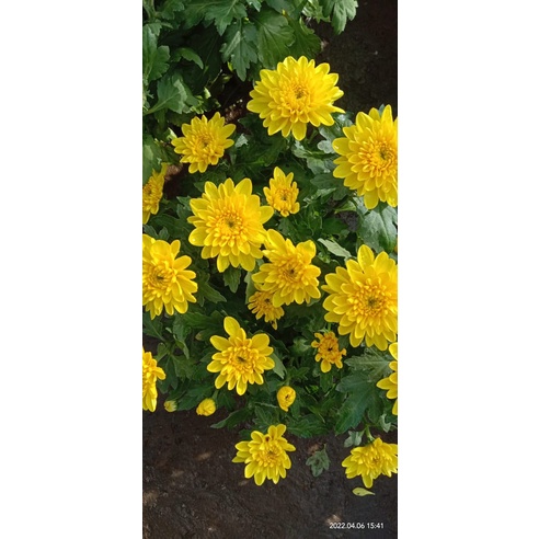 Jual Tanaman hias bunga krisan 1 POT isi 7-9 pohon rimbun berbunga ...