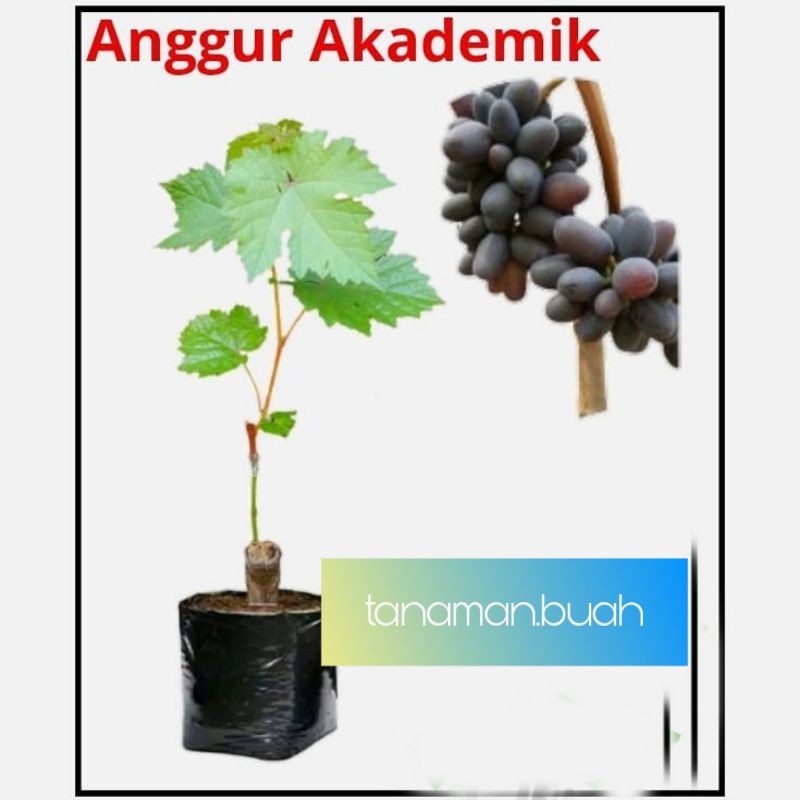Jual bibit anggur impor akademik asli manis hasil grafting | Shopee ...