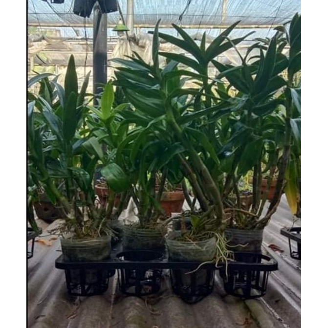 Jual dendro rimbun besar isi 4-7batang | Shopee Indonesia