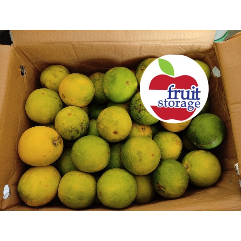 Jual Jeruk Baby Jaffa Java Malang 1kg manis Jafa buah | Shopee Indonesia