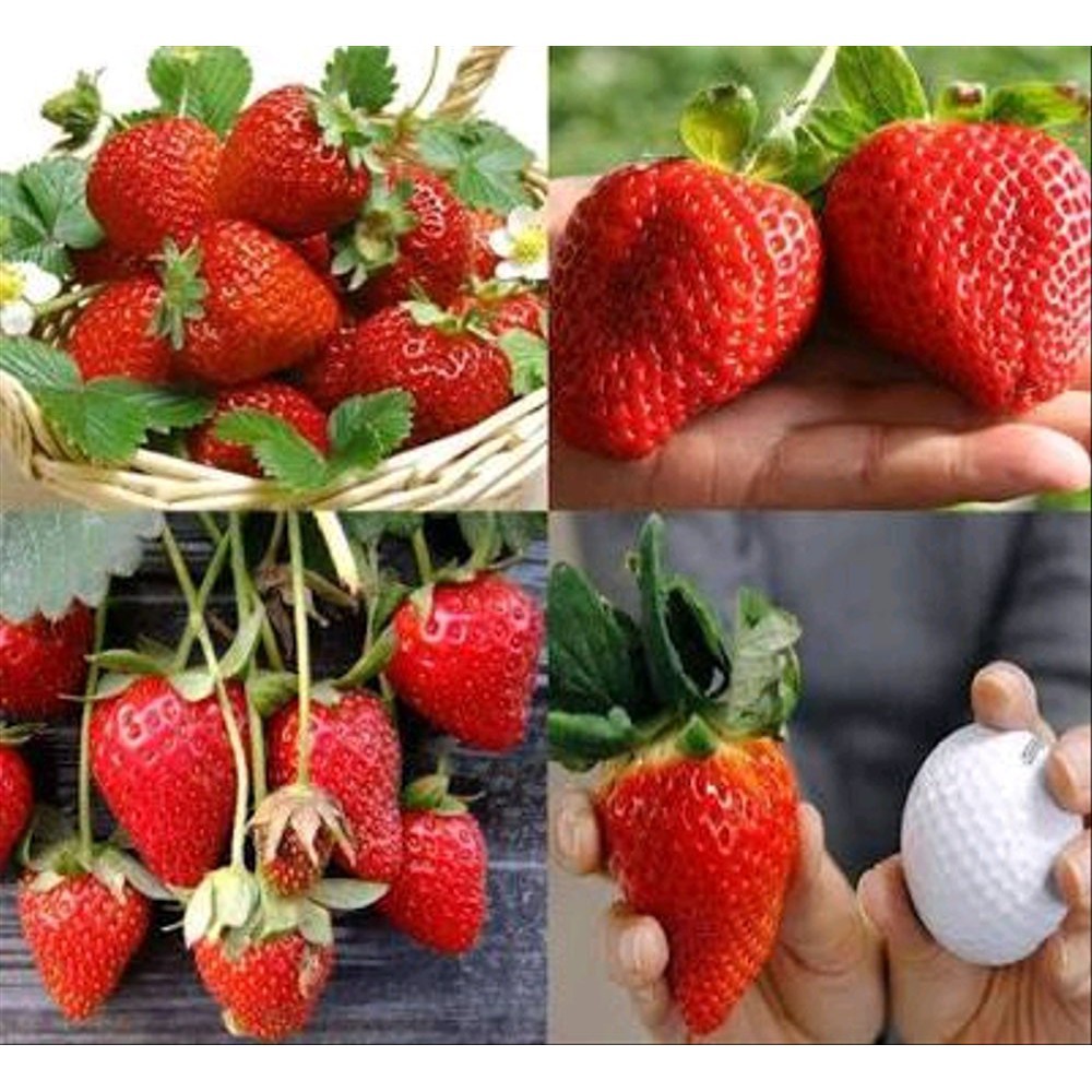 Jual 100 BIJI-BENIH strawberry Merah SUPER | IMPORT SEED | Shopee Indonesia