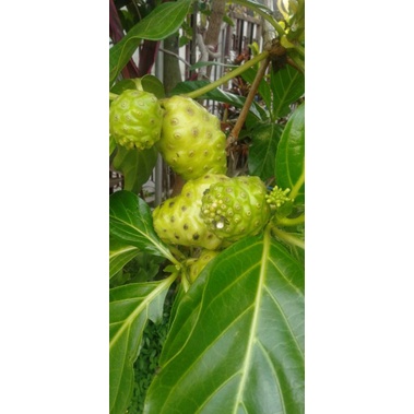 Jual Tanaman Pace Mangkudu | Shopee Indonesia