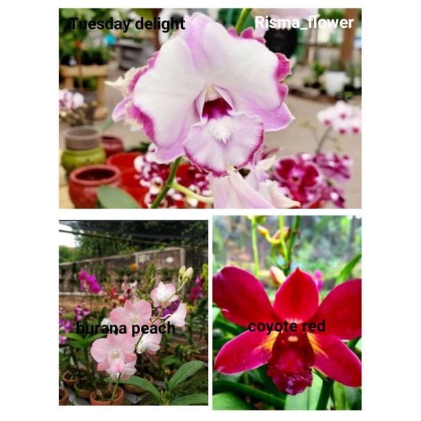 Jual PAKET 3 POHON ANGGREK DENDROBIUM ( TUESDAY DELIGHT - COYOTE RED ...