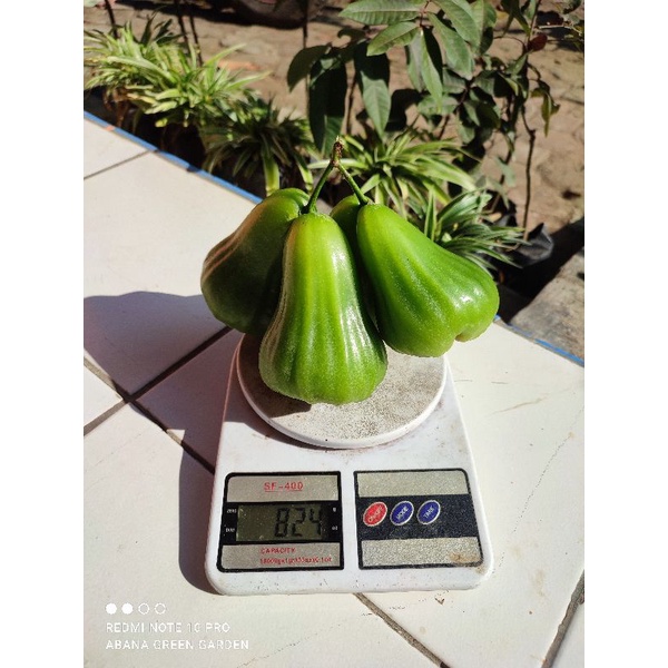 Jual BIBIT JAMBU AIR GREEN GIANT | Shopee Indonesia