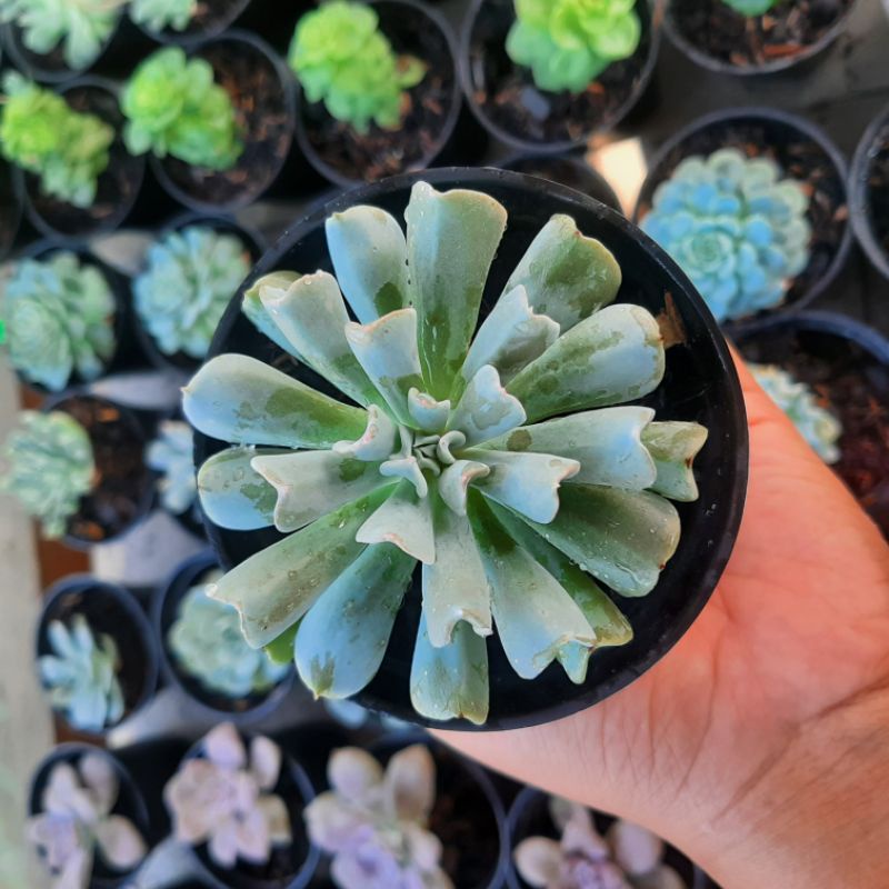 Jual Sukulen Bebas Pilih Jenis Kaktus Sukulen Mini Tanaman Hias Hidup ...