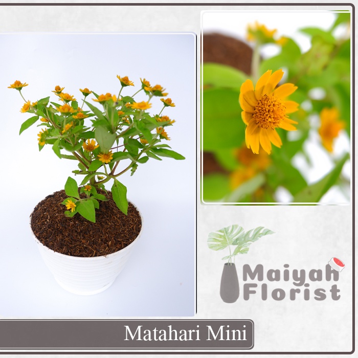 Jual Bunga Matahari Mini - Butter Daisy Melampodium - Tanaman Hias ...