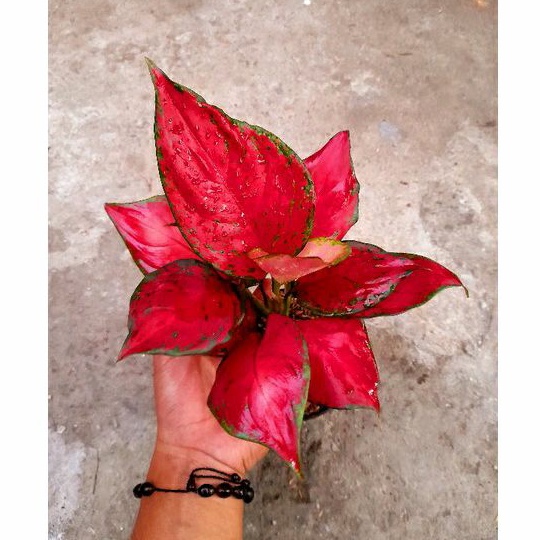 Jual SUPER RED QUEEN - Tanaman Hias Aglonema / Aglaonema | Shopee Indonesia