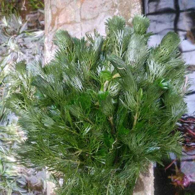 Jual Kabomba green tanaman aquascape | Shopee Indonesia