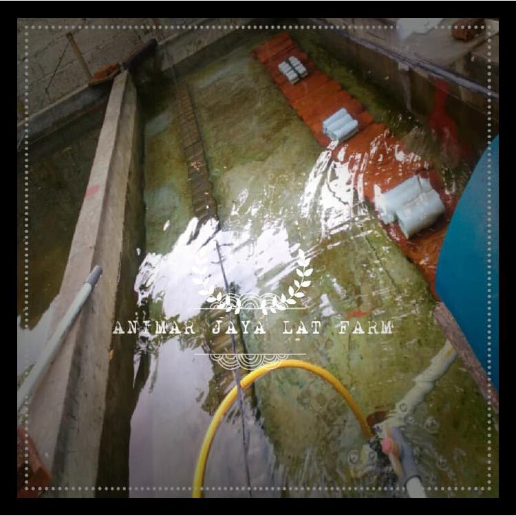 Jual bibit / benih udang raksasa (lobster air tawar) SALE | Shopee ...