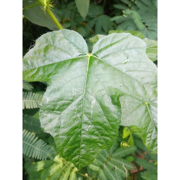 Jual Daun Rambusa atau cermot 500gram | Shopee Indonesia