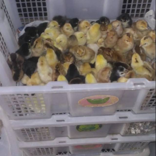 Jual Doc ayam kampung | Shopee Indonesia