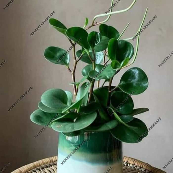 Jual Tanaman Hias Teplant Jade Plant - Peperomia Hijau Money Tree ...
