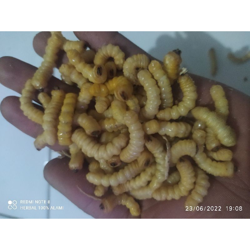 Jual PROMO ULAT KAYU UTER UMPAN PANCING 50 BIJI+BONUS | Shopee Indonesia