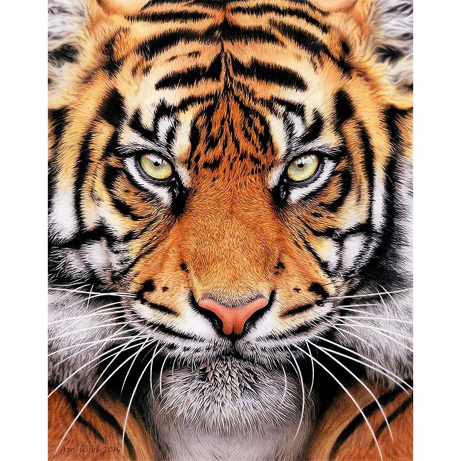 Jual Poster kepala Harimau 65x82cm | Shopee Indonesia