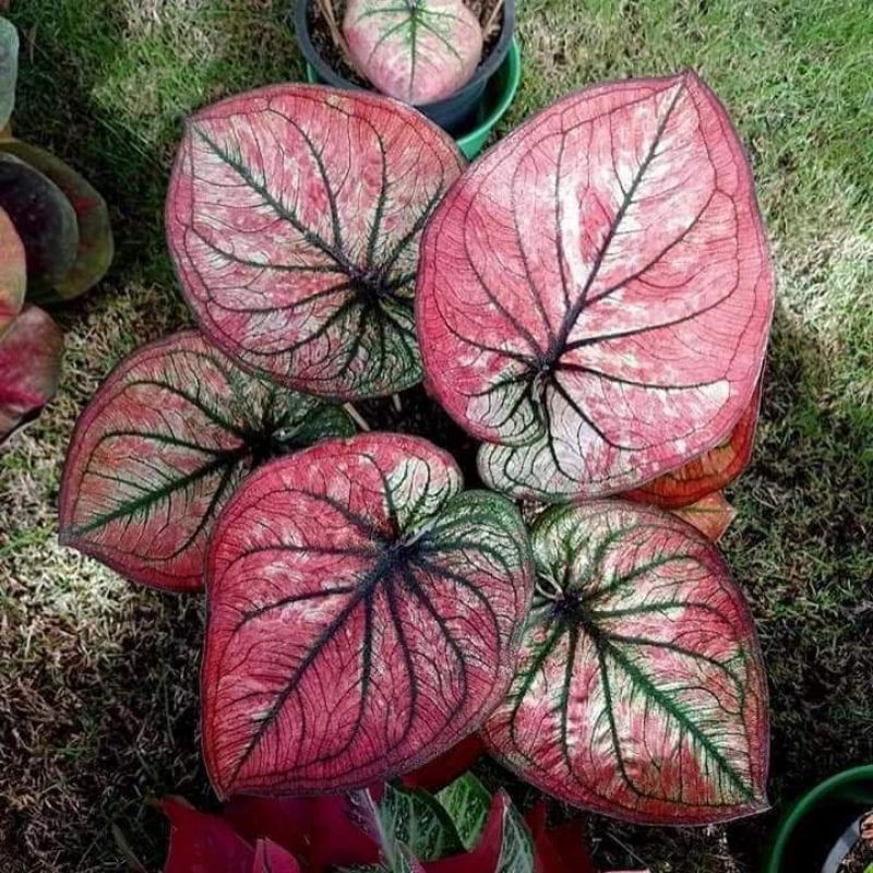 Jual caladium debutante/red stone daun bulat | Shopee Indonesia