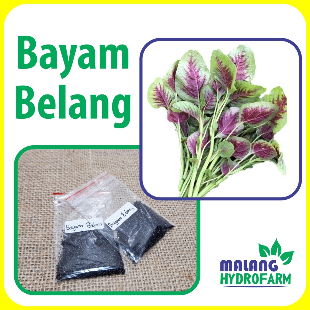 Jual Benih Bayam Belang / Batik Unggulan berkualitas biji bibit ...