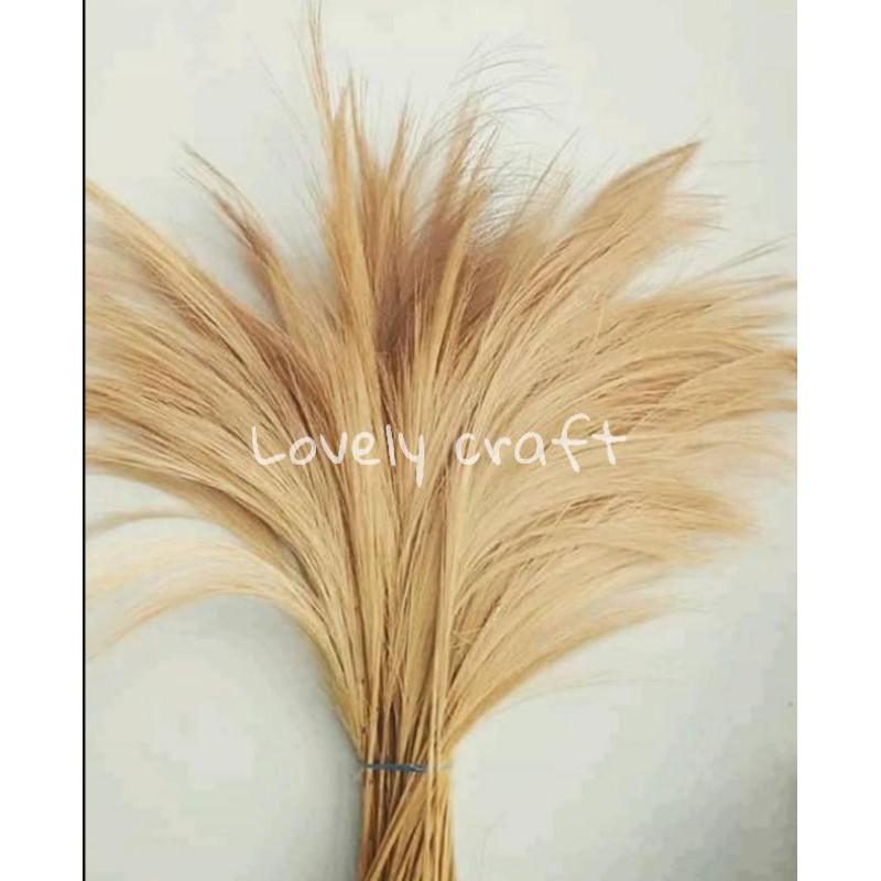 Jual Dekorasi Rustik Palem Palm Rayung Pampas Tanaman Daun Kering Sikas ...