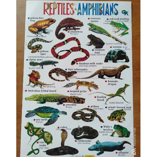 Jual POSTER REPTIL AMPHIBI | Shopee Indonesia