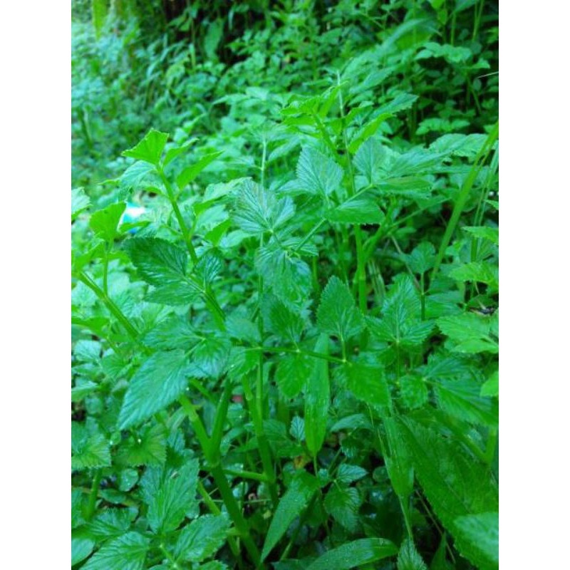 Jual bibit sayuran langka daun seladren atou tespong siap tanam [NRS ...