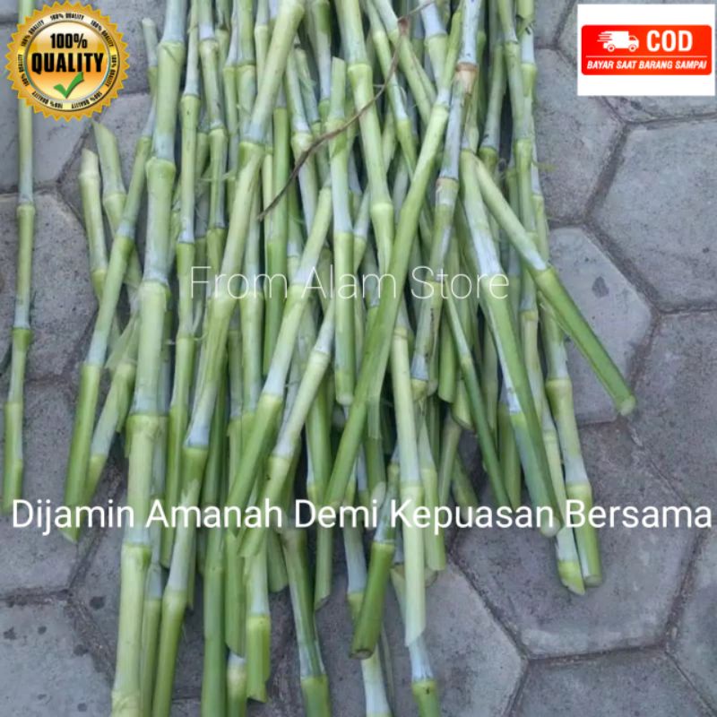 Jual BENIH RUMPUT PAKCHONG ,BIBIT RUMPUT PAKCHONG NAPIER ISI 280 STEK ...