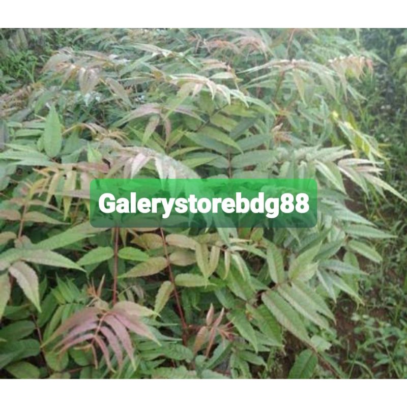 Jual Daun surian daun suren segar petik langsung 300 gram | Shopee ...