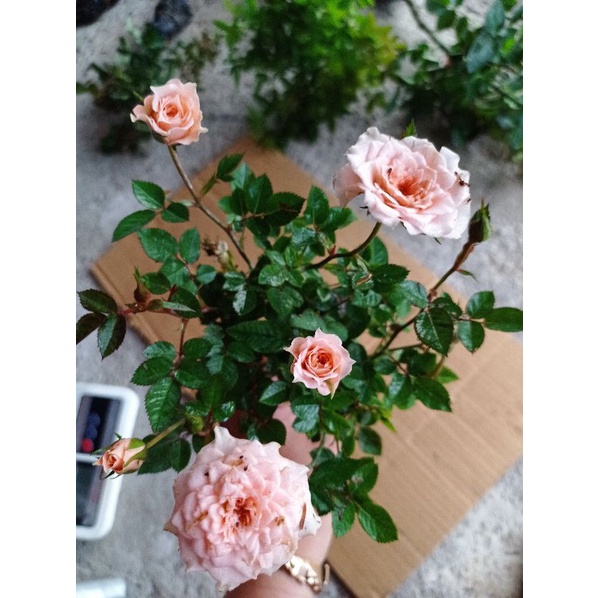 Jual Mawar Minion Bunga Tumpuk Kemruyuk Sangat Banyak Babung Dalam 1 ...